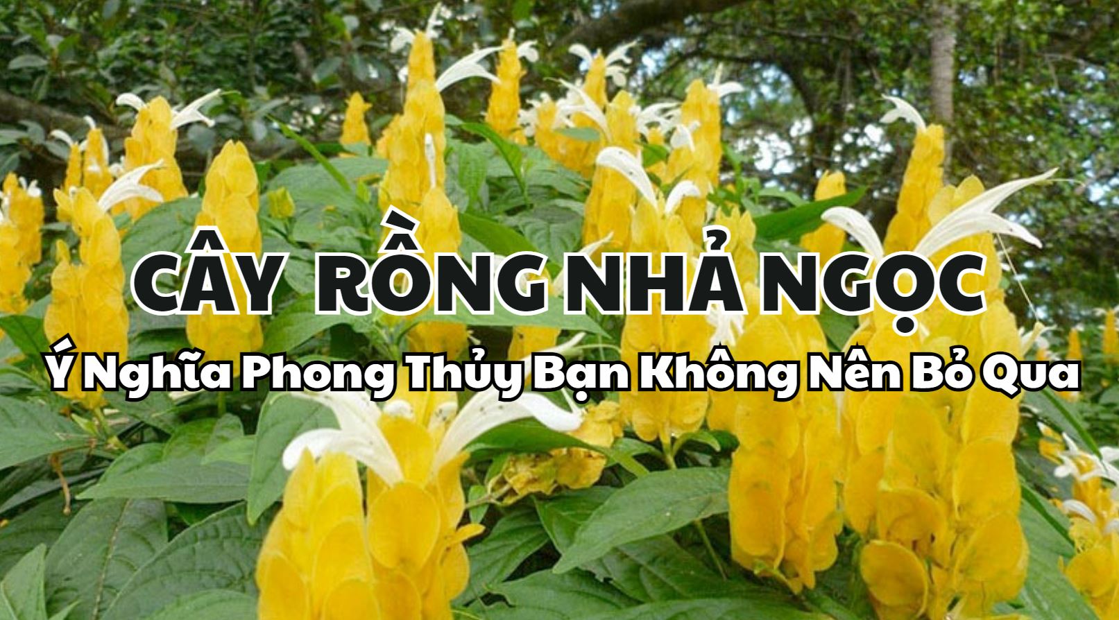Cây Rồng Nhả Ngọc - Ý Nghĩa Phong Thủy Bạn Nên Biết